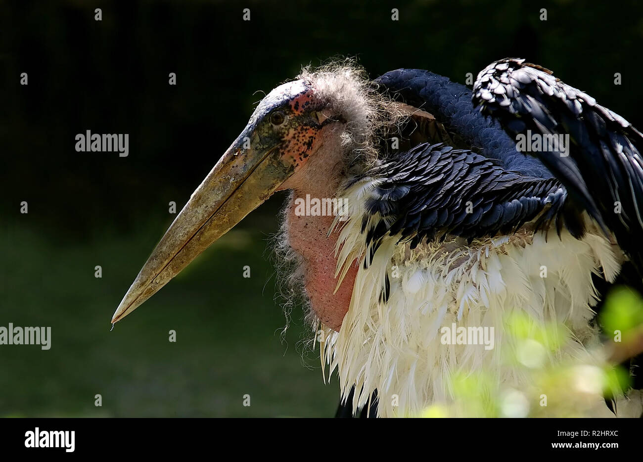 Marabus High Resolution Stock Photography and Images - Alamy