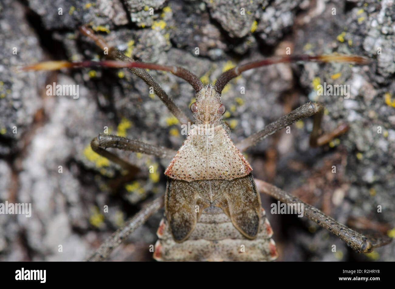 Bug Family High Resolution Stock Photography and Images - Alamy