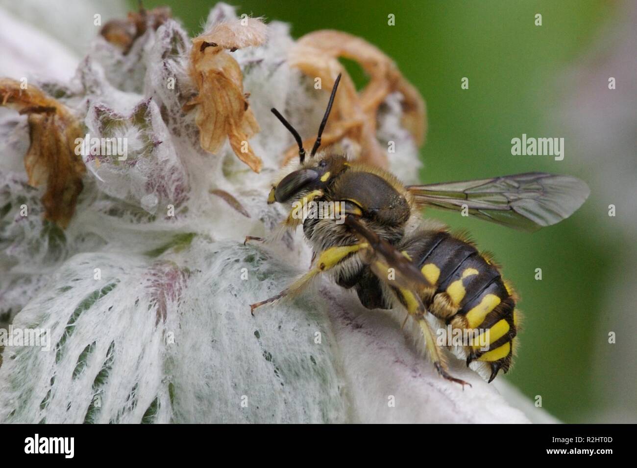 Giant wasps hi-res stock photography and images - Alamy
