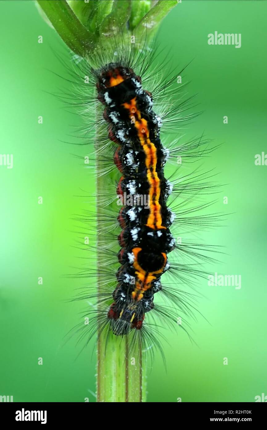 where small caterpillar Stock Photo - Alamy