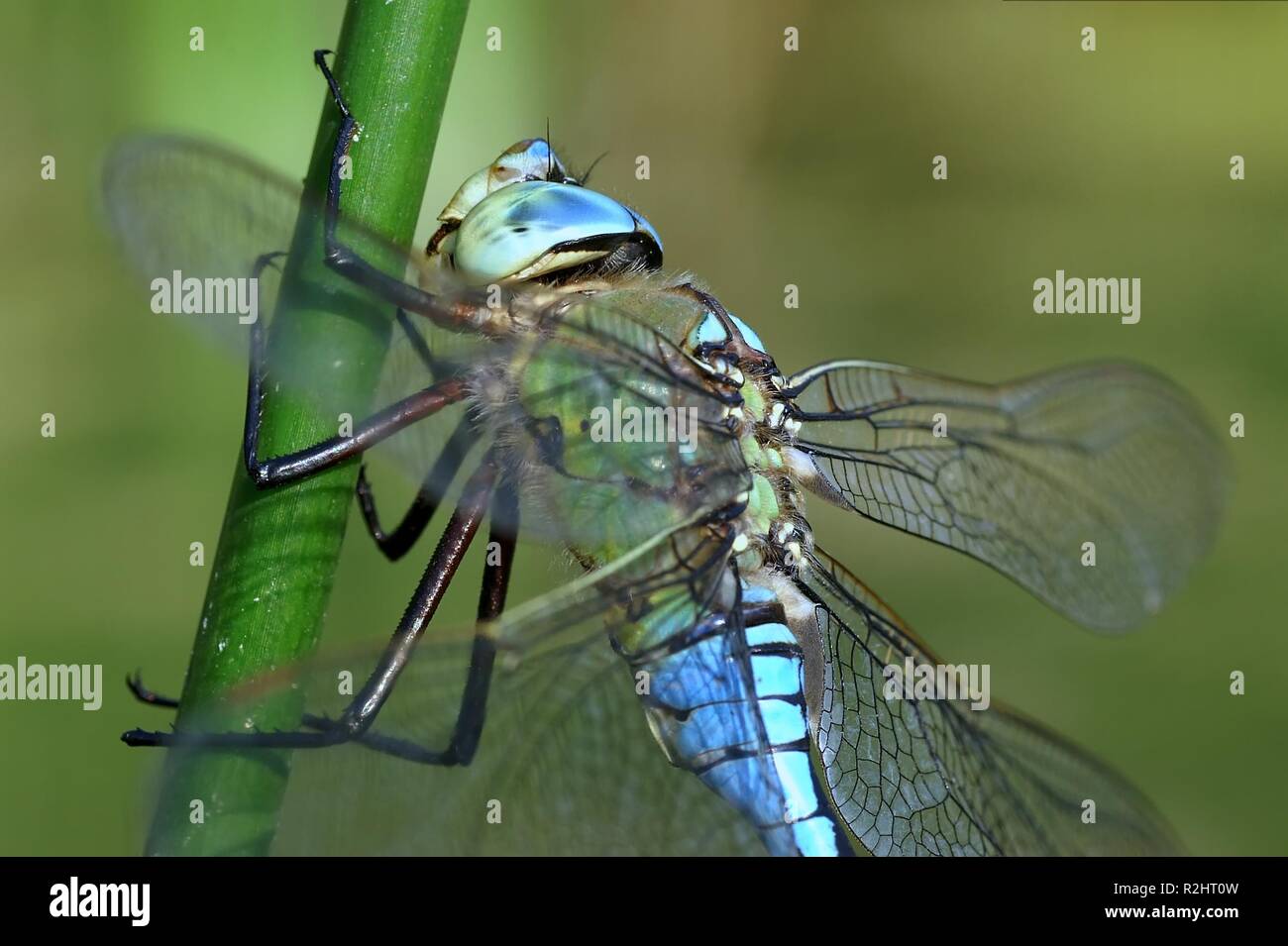 King insects hi-res stock photography and images - Alamy