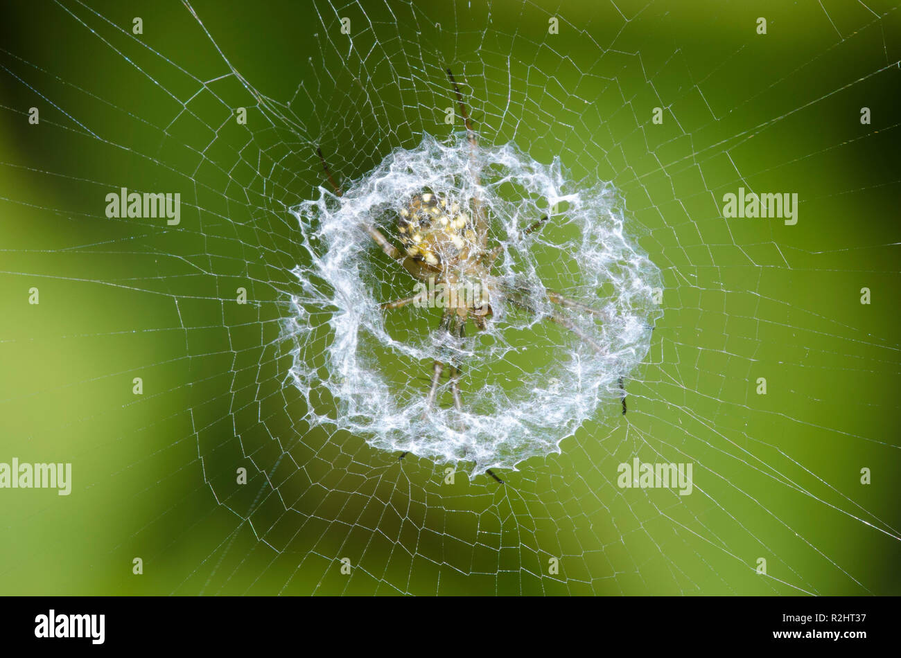 Mangora gibberosa hi-res stock photography and images - Alamy