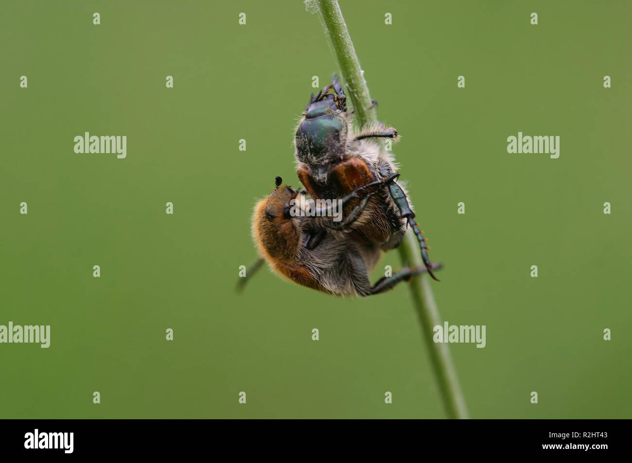 in a double Stock Photo - Alamy