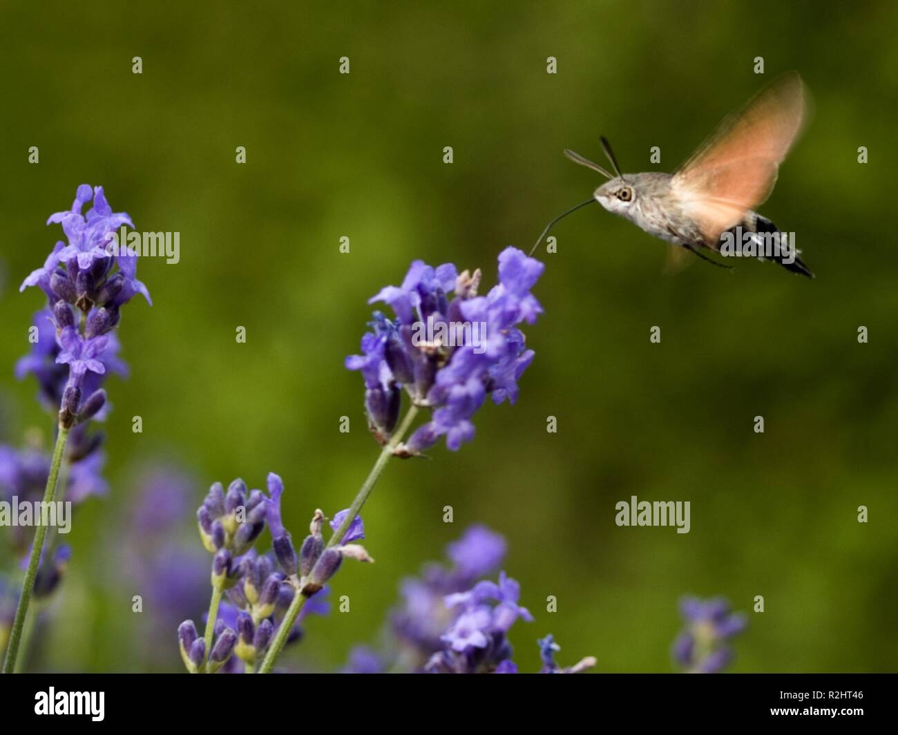 Insect enthusiast hi-res stock photography and images - Alamy