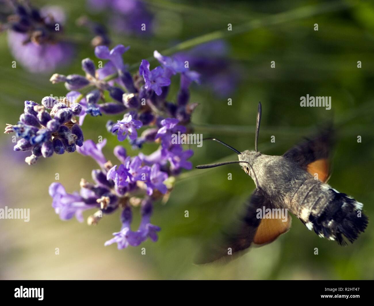 Insect enthusiast hi-res stock photography and images - Alamy
