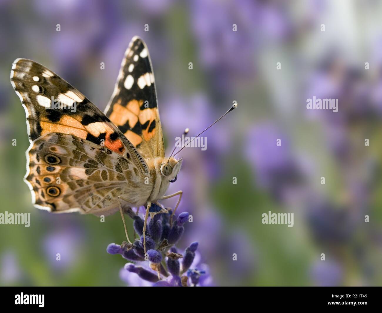 Lady fuchs hi-res stock photography and images - Alamy