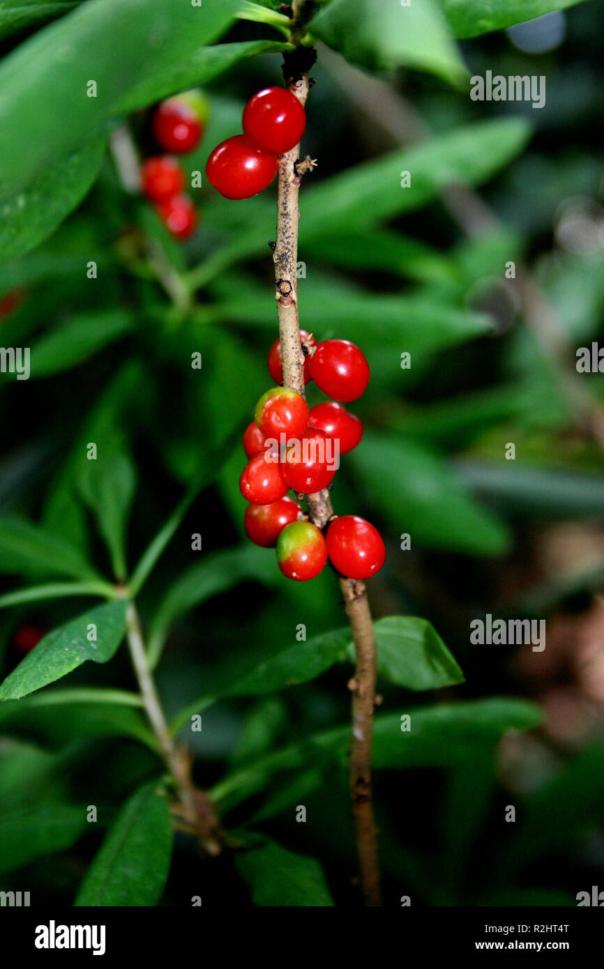 Poison berries hi-res stock photography and images - Alamy