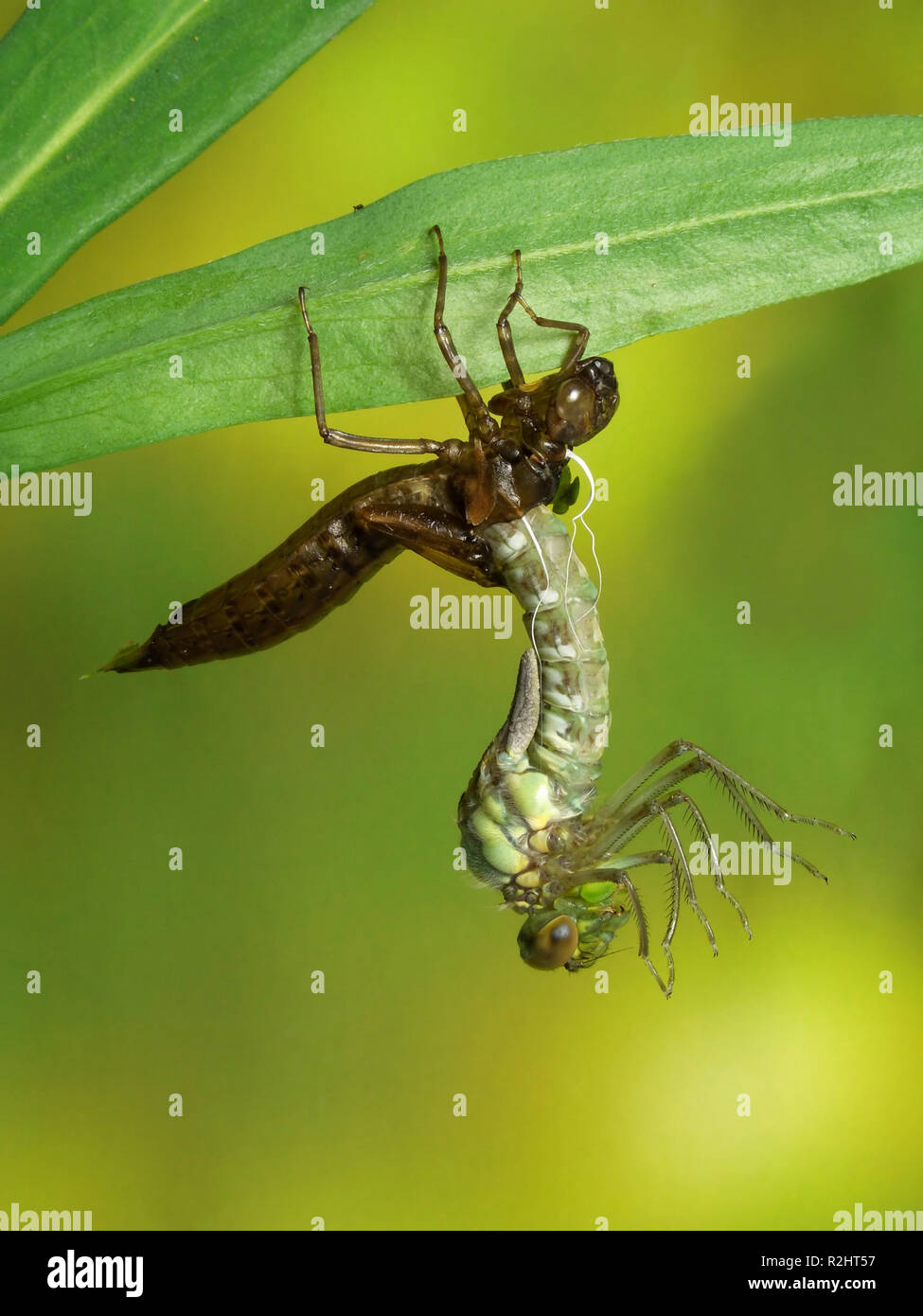 hatching dragonfly (5 Stock Photo - Alamy