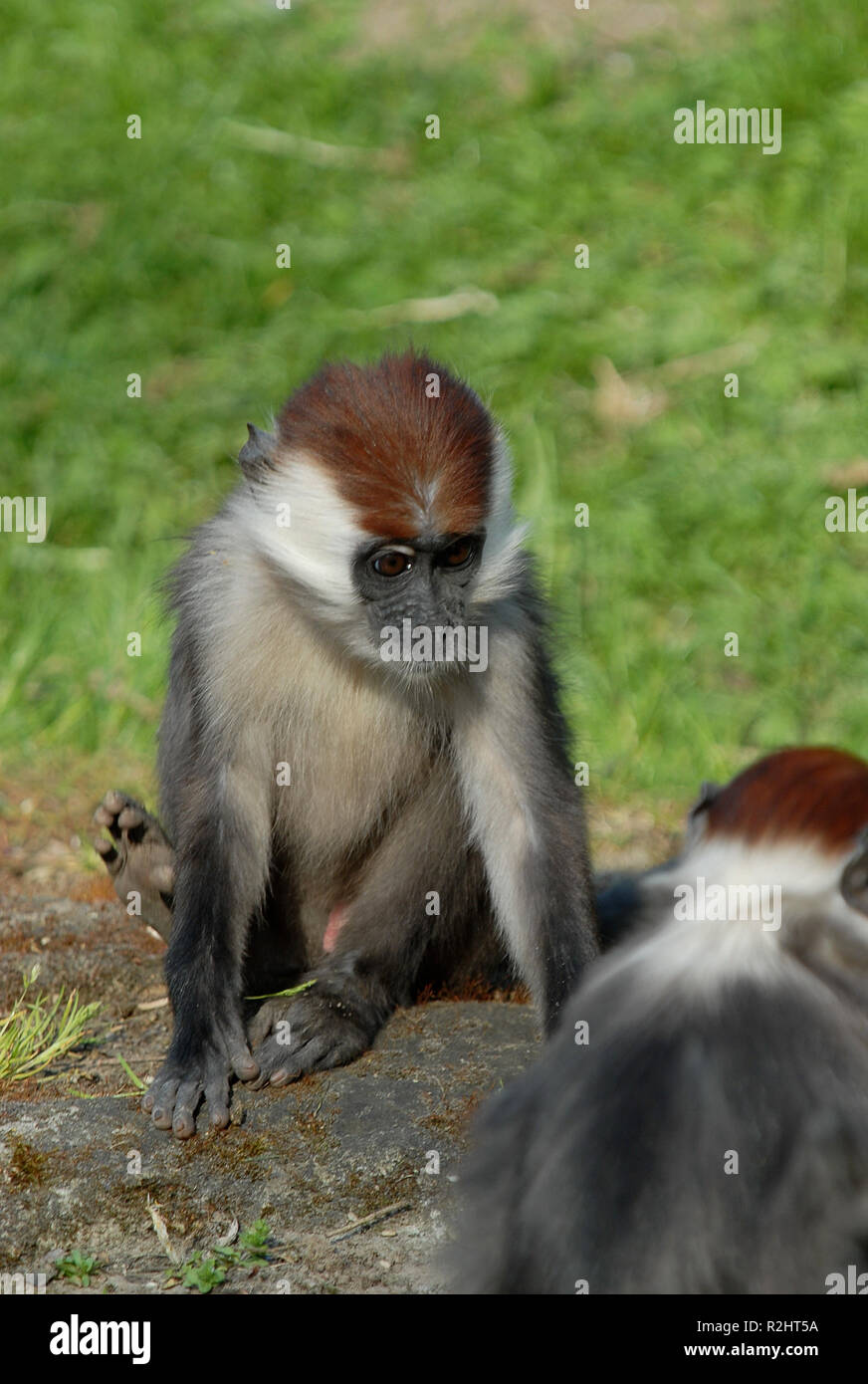 Monkey mimic hi-res stock photography and images - Alamy