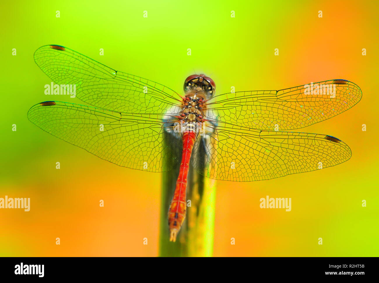 Colourful dragonfly hi-res stock photography and images - Alamy
