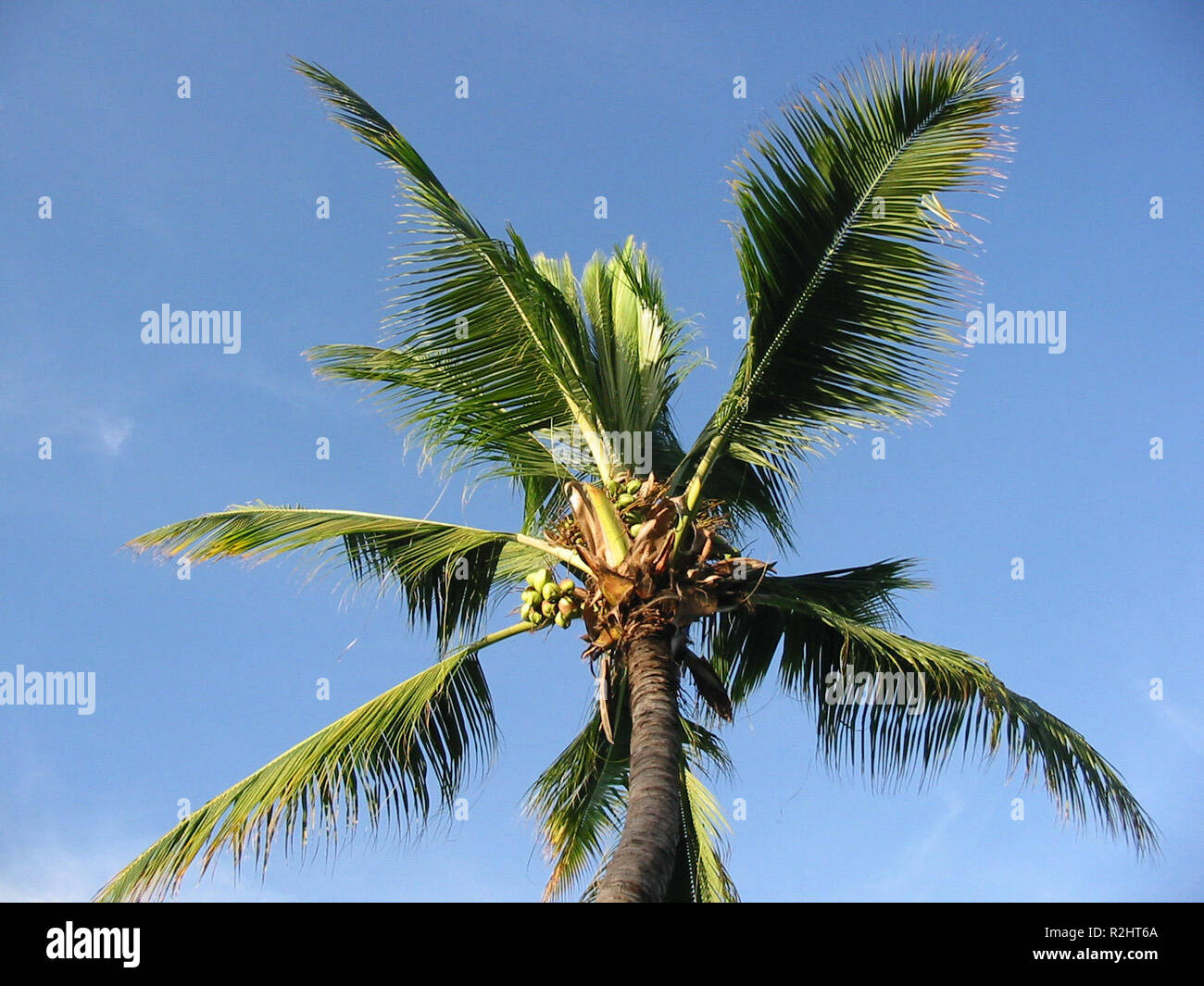 palm in kenya Stock Photo - Alamy