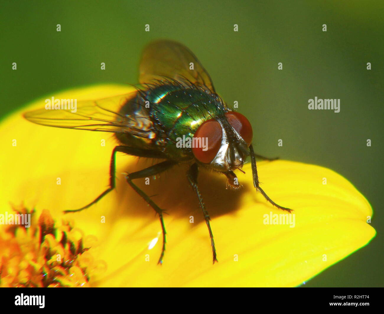 Goldfliege hi-res stock photography and images - Alamy