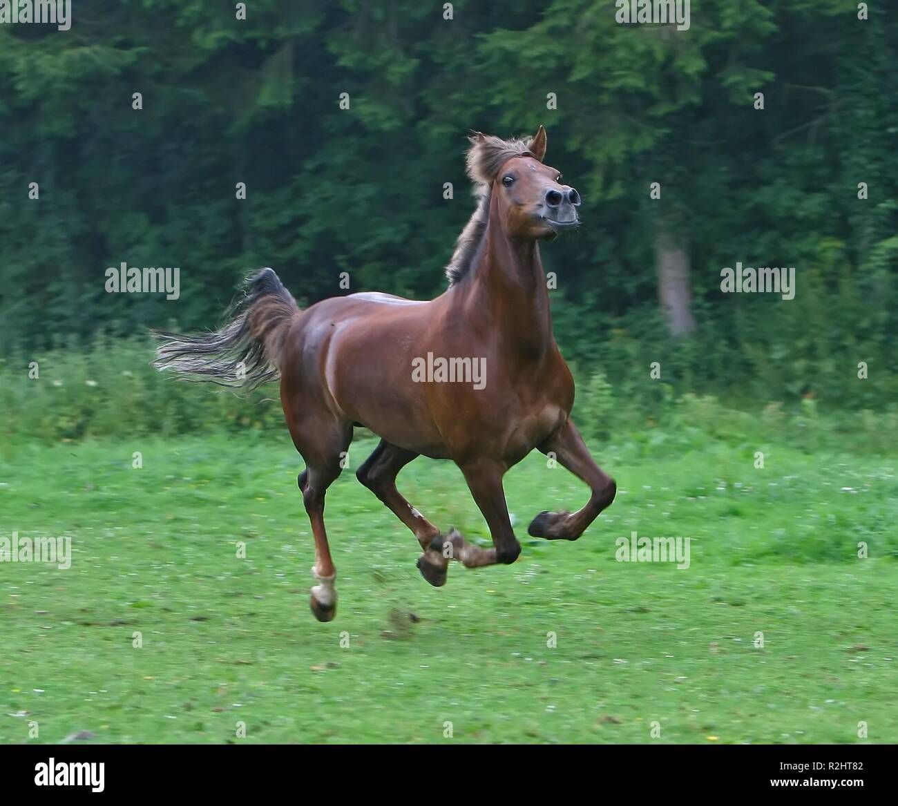 Little stallion High Resolution Stock Photography and Images - Alamy