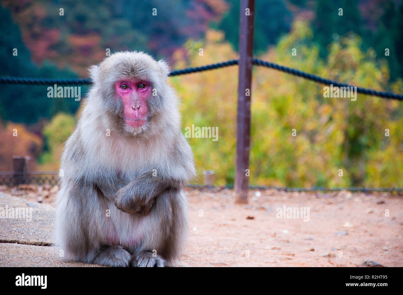 Japanese macaque in front of colorful leaves, Arashiyama, Kyoto, Japan ...