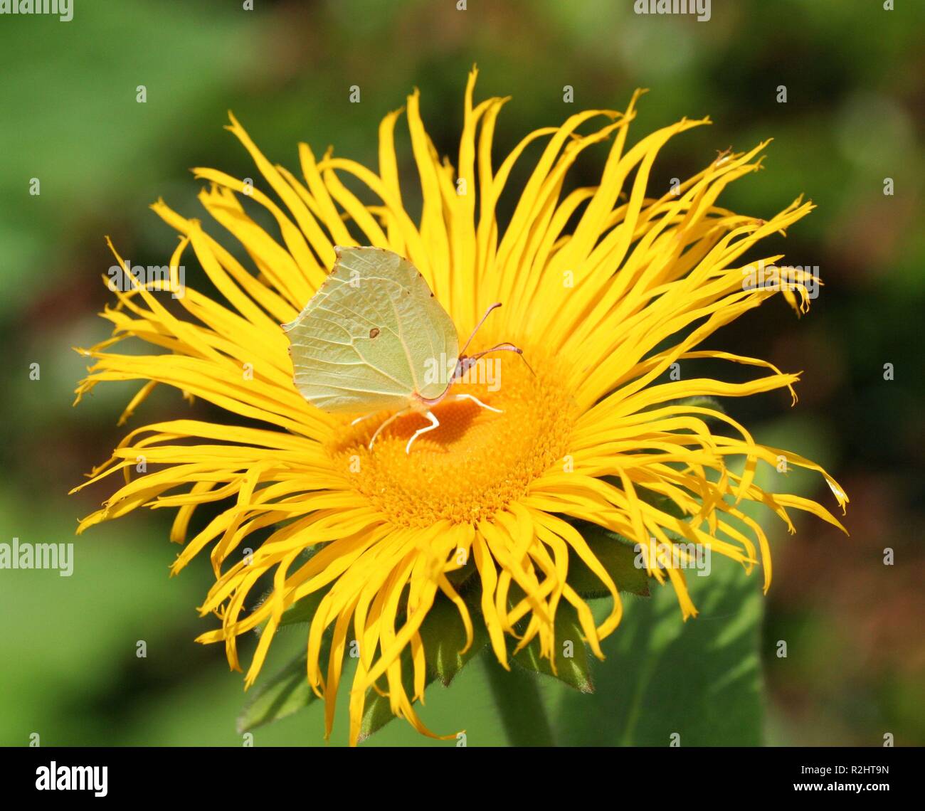 on foraging Stock Photo - Alamy