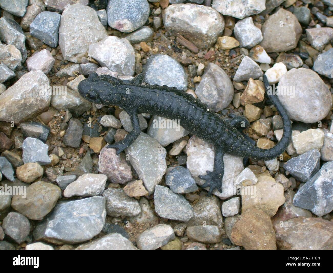 Salamander animals hi-res stock photography and images - Alamy