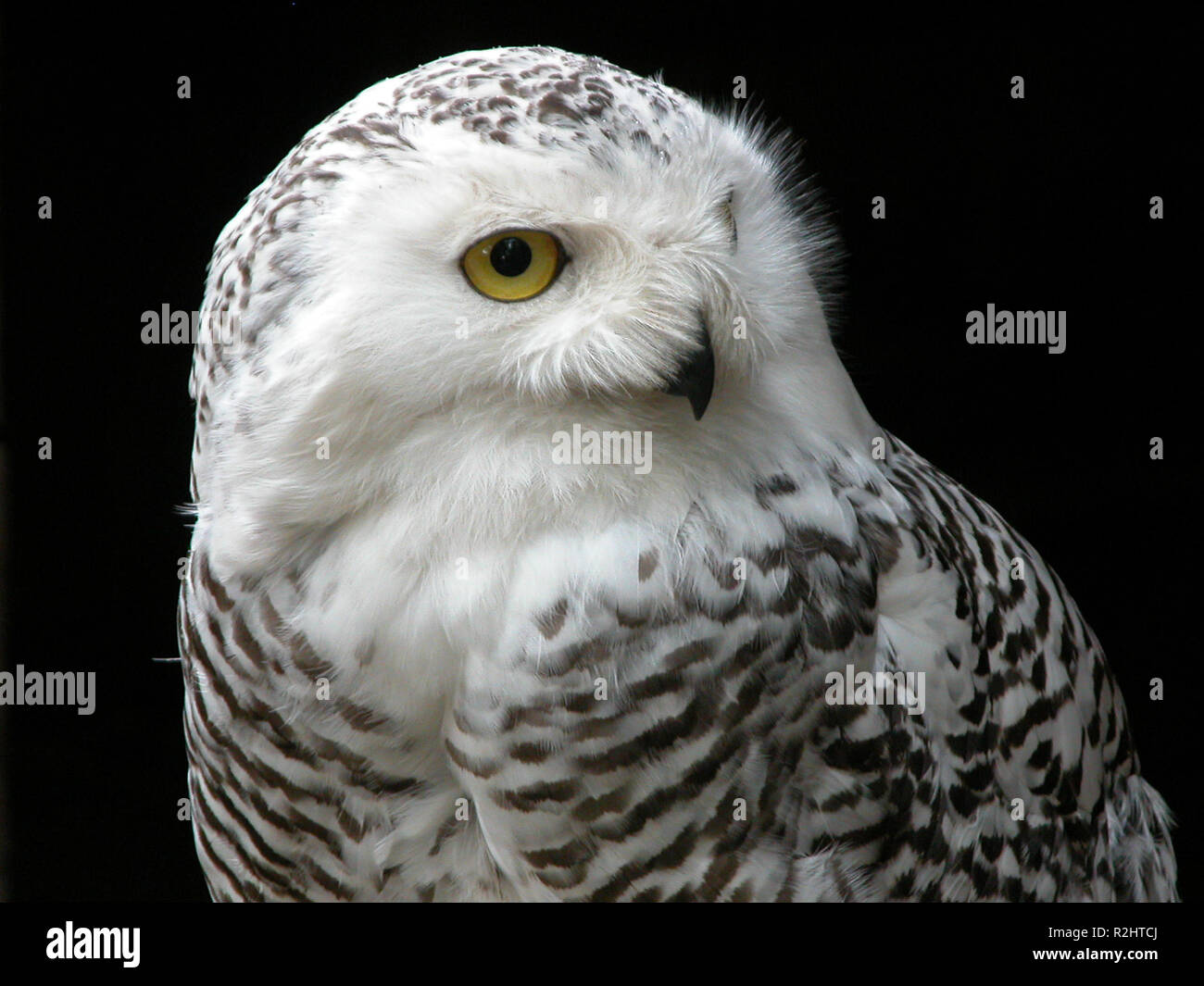Eule gelbe augen hi-res stock photography and images - Alamy