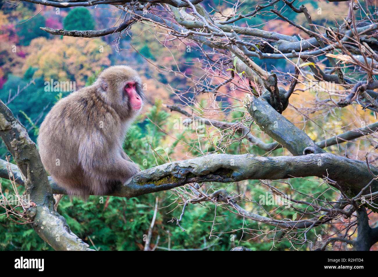 Japanese macaque in front of colorful leaves, Arashiyama, Kyoto, Japan ...
