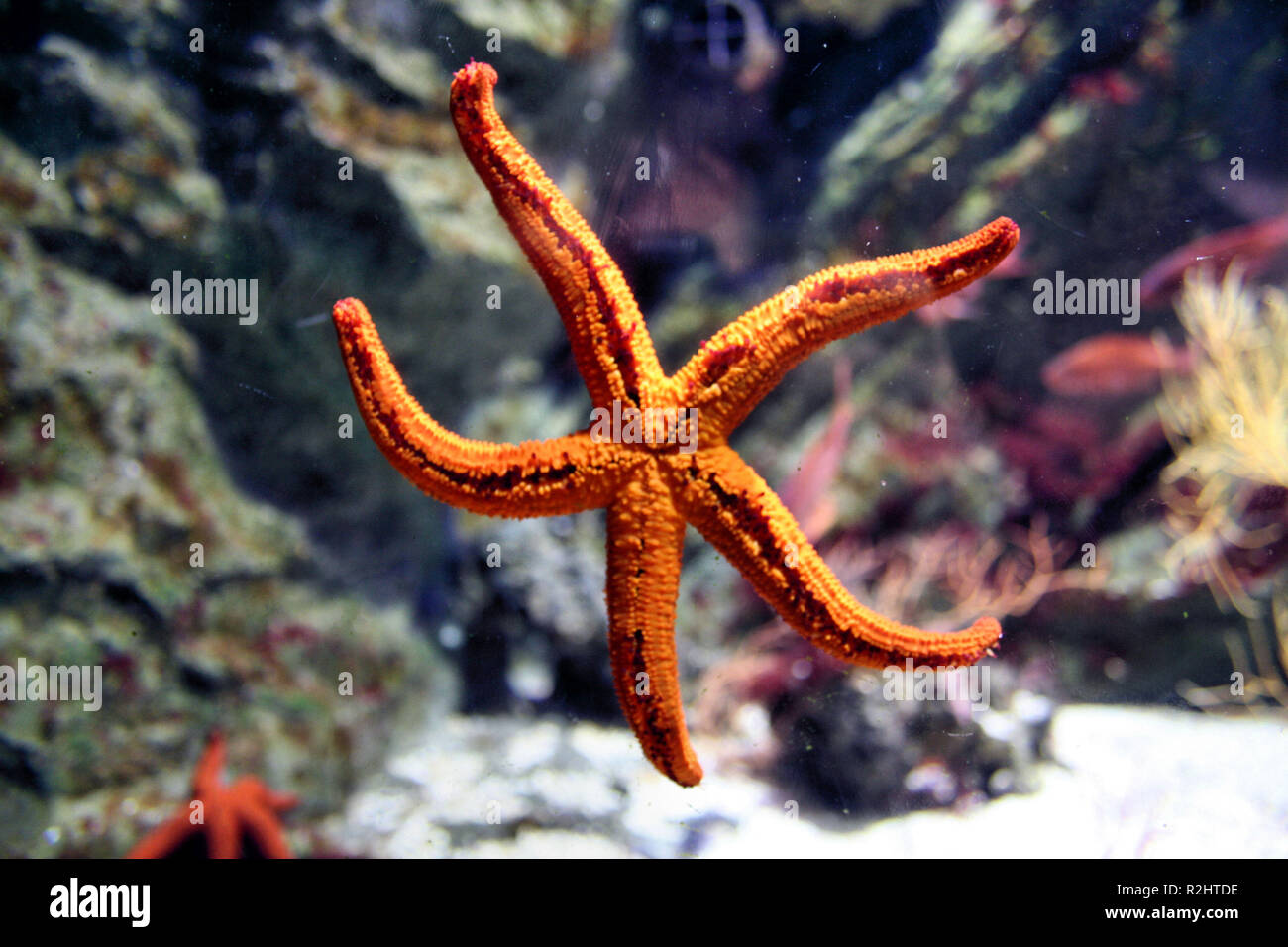 Aquariumscheibe hi-res stock photography and images - Alamy