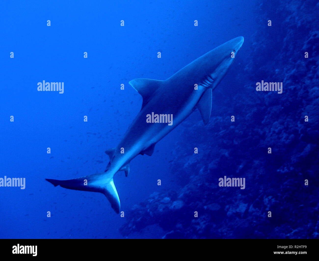 white tip reef shark Stock Photo - Alamy