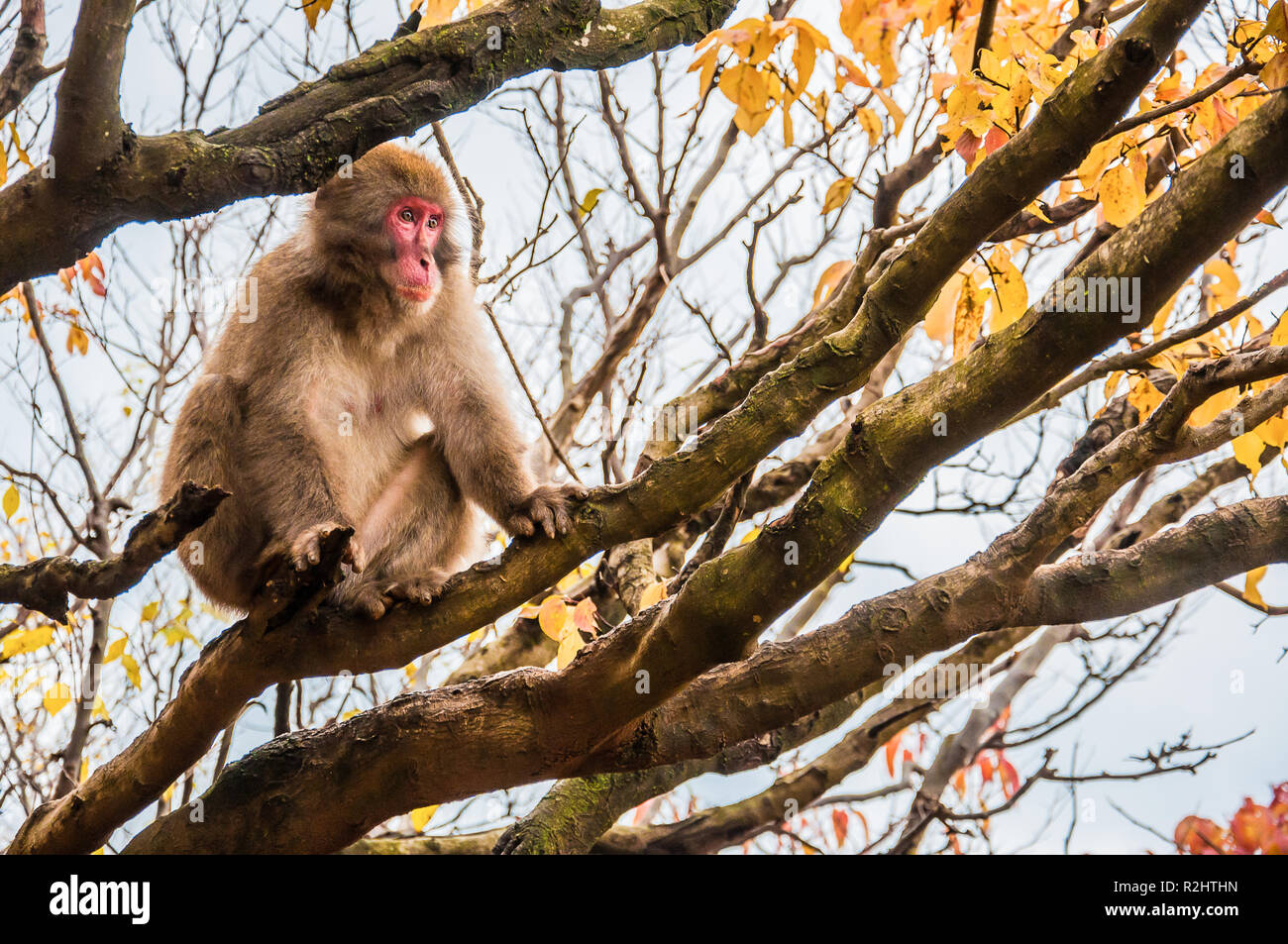 Japanese macaque in front of colorful leaves, Arashiyama, Kyoto, Japan ...