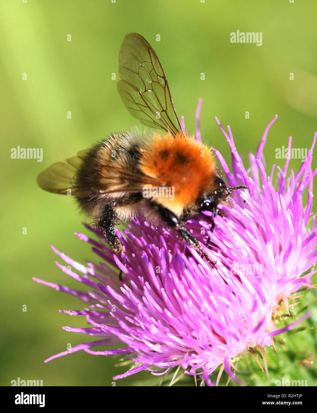 Bees forage hi-res stock photography and images - Alamy