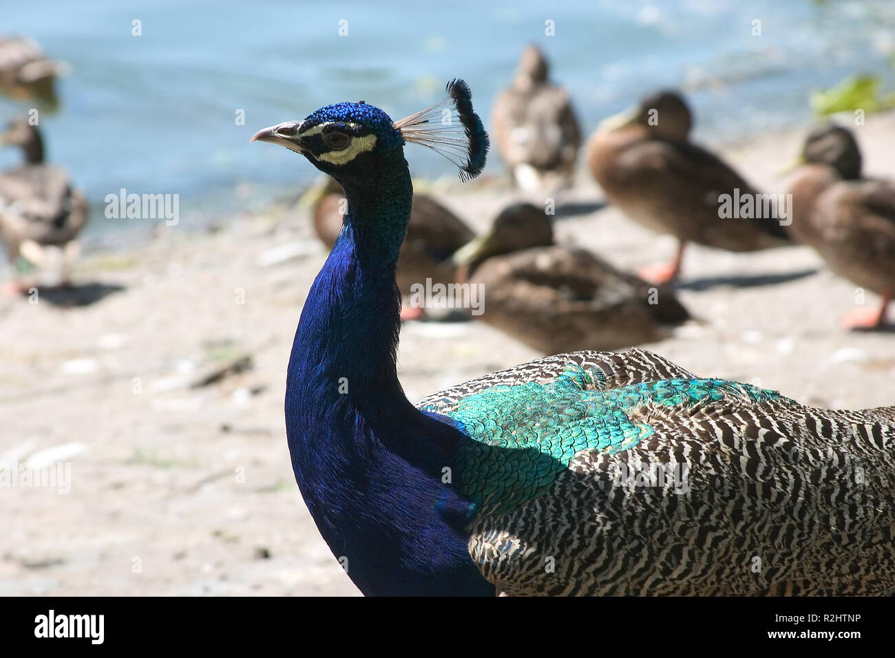 peacock and ducks Stock Photo - Alamy