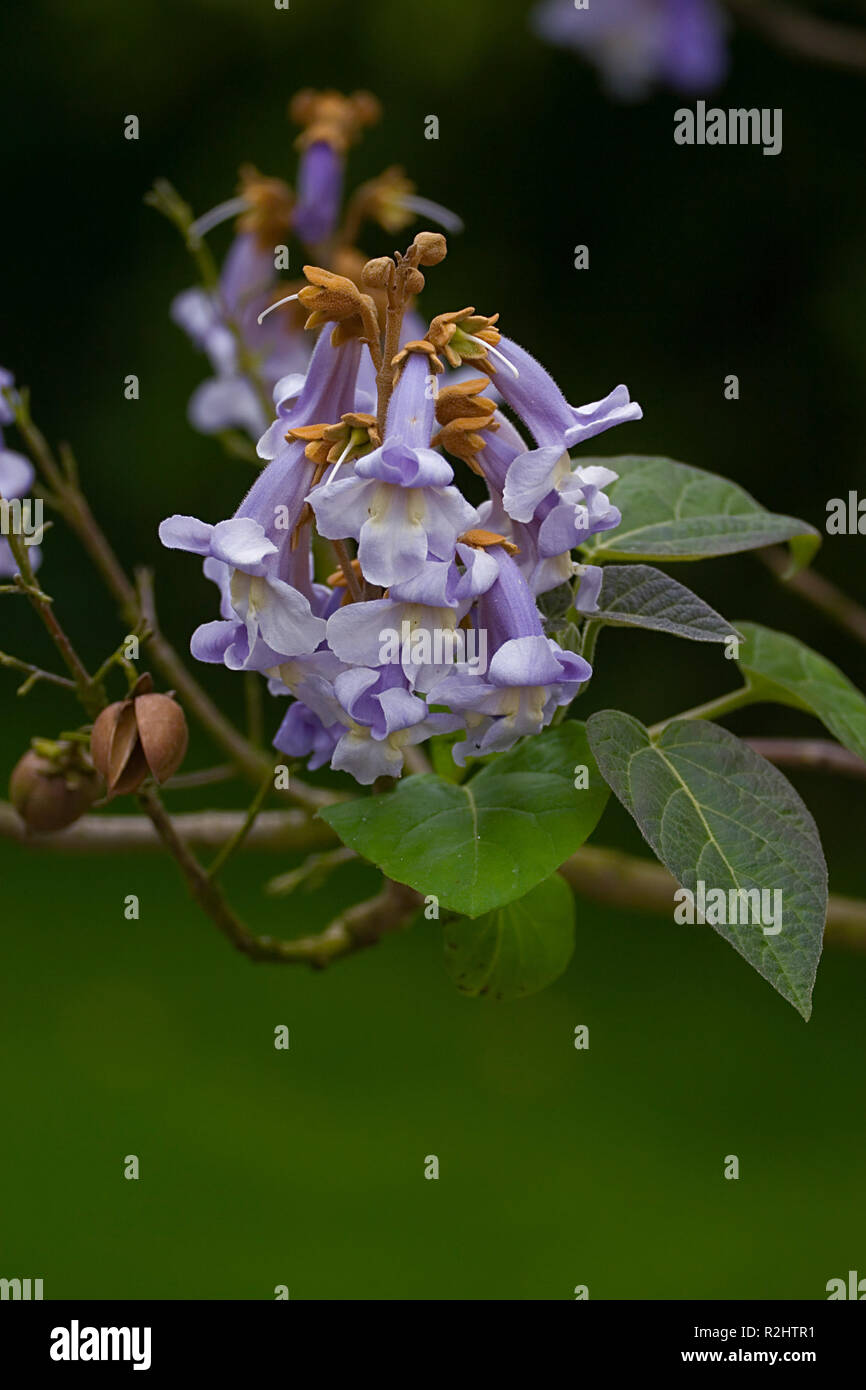 Paulownia tomentosa foliage hi-res stock photography and images - Alamy