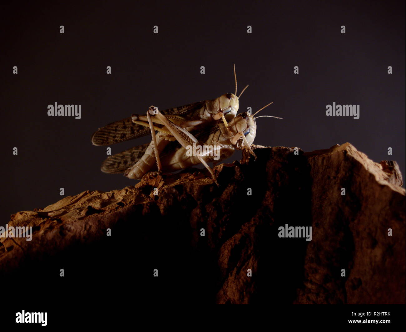 Grasshopper reproduction hi-res stock photography and images - Alamy