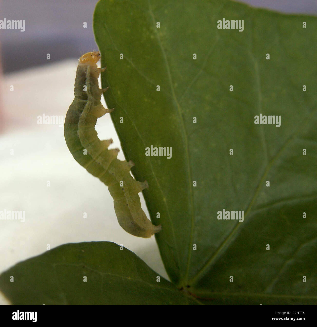 The very hungry caterpillar hi-res stock photography and images - Alamy