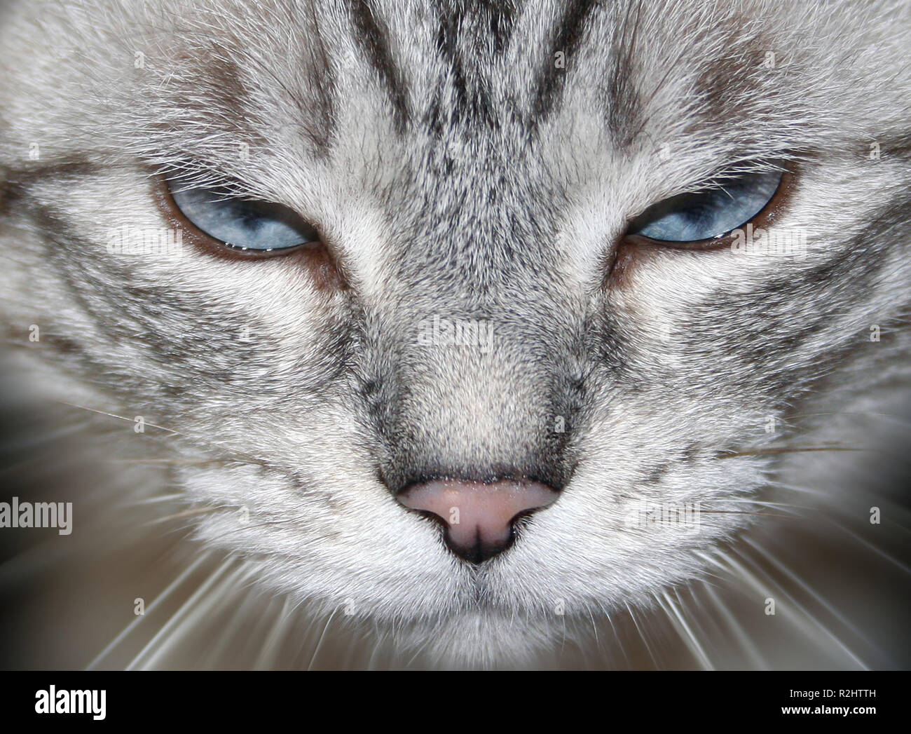 Fed up cat hi-res stock photography and images - Alamy