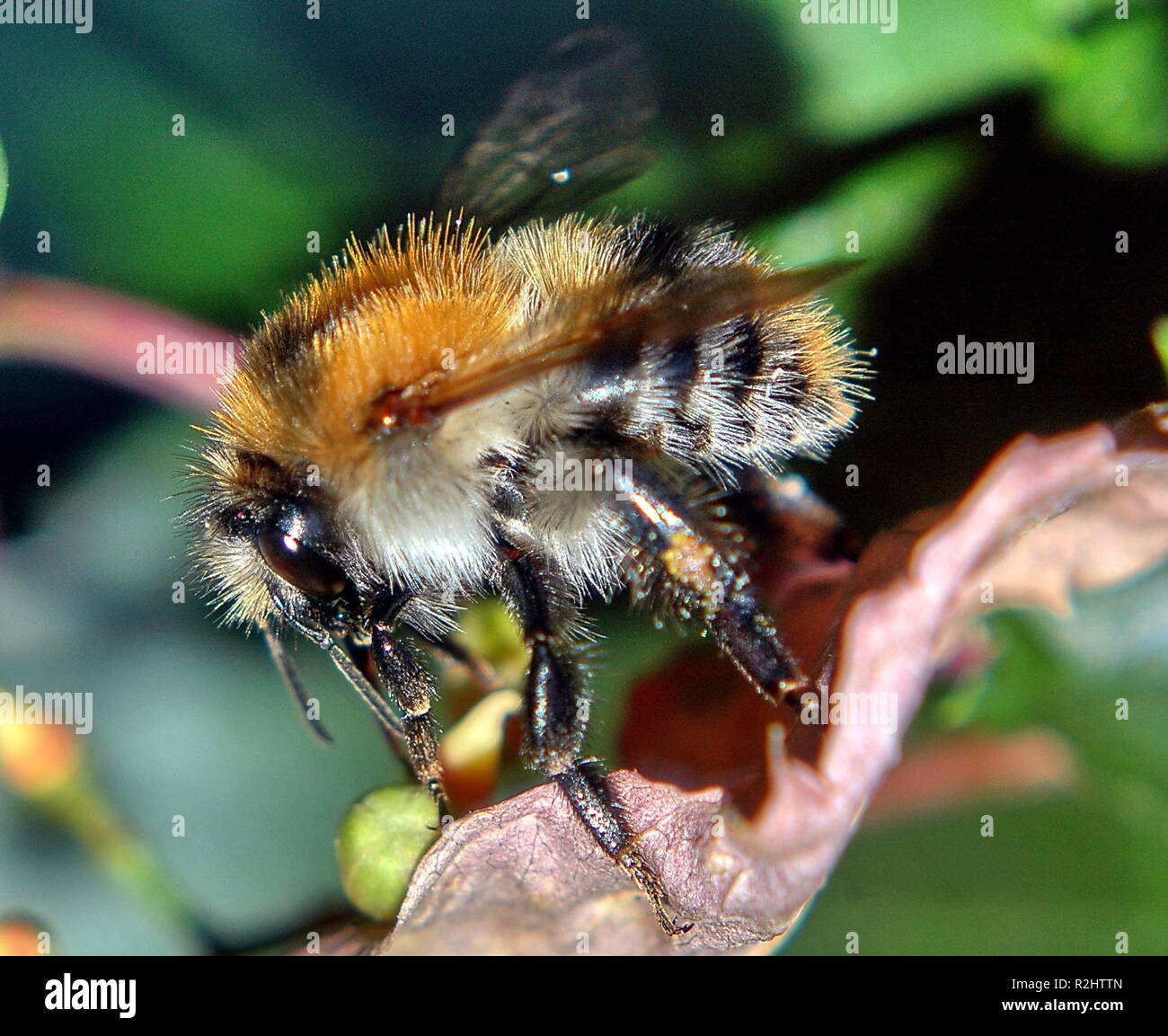 Kesse hi-res stock photography and images - Alamy