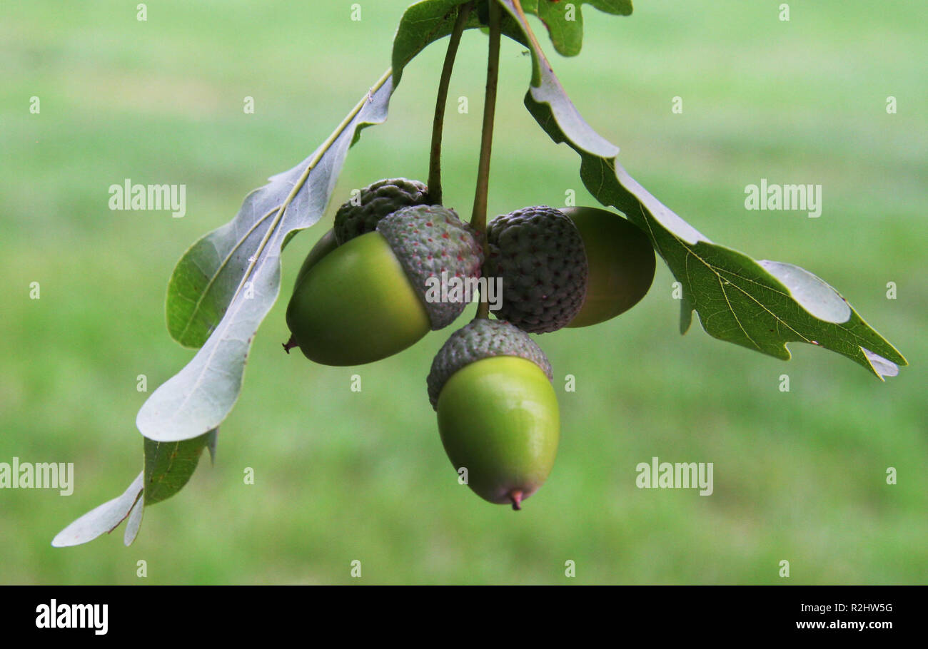 Plant acorns hi-res stock photography and images - Alamy