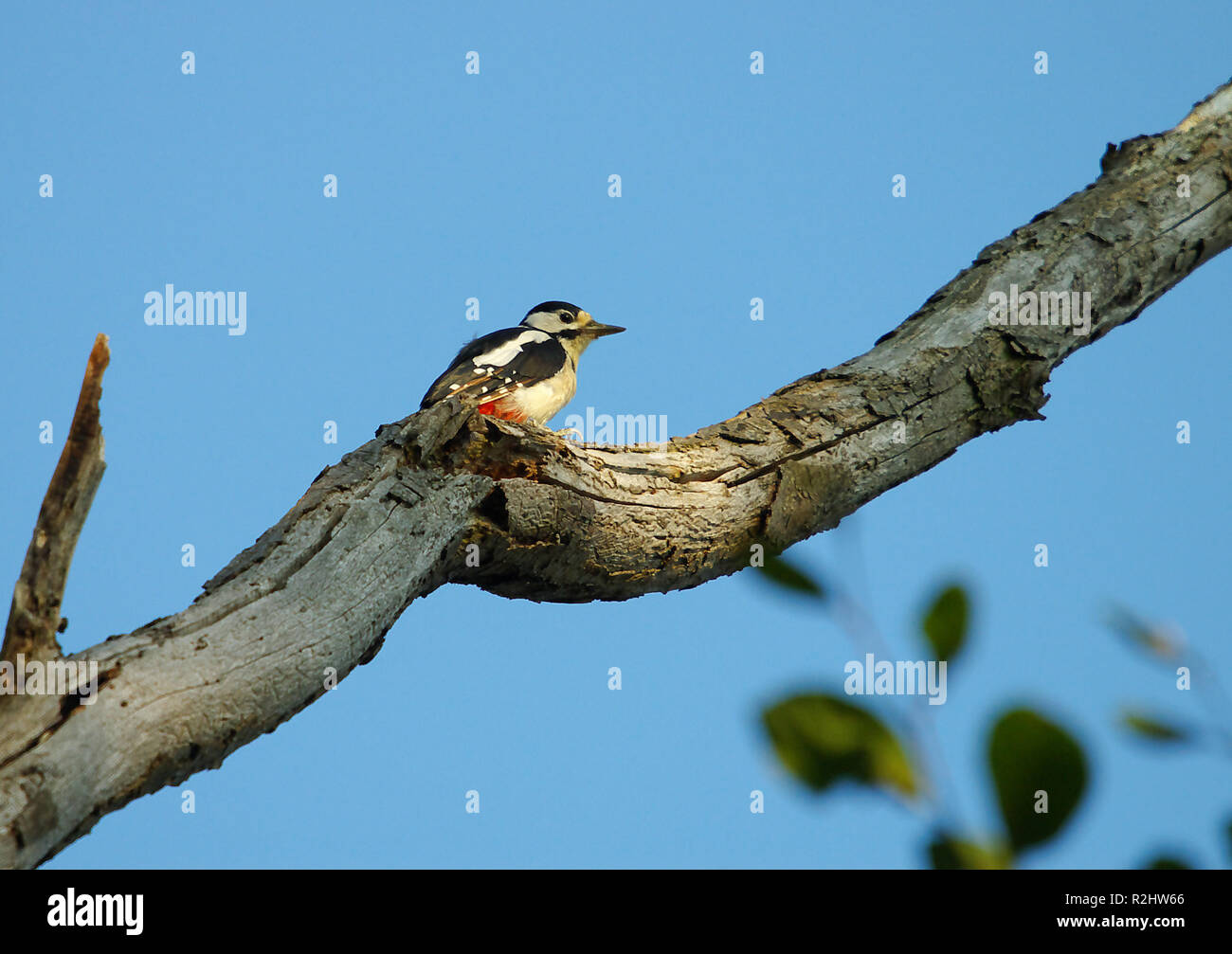 Poch hi-res stock photography and images - Alamy