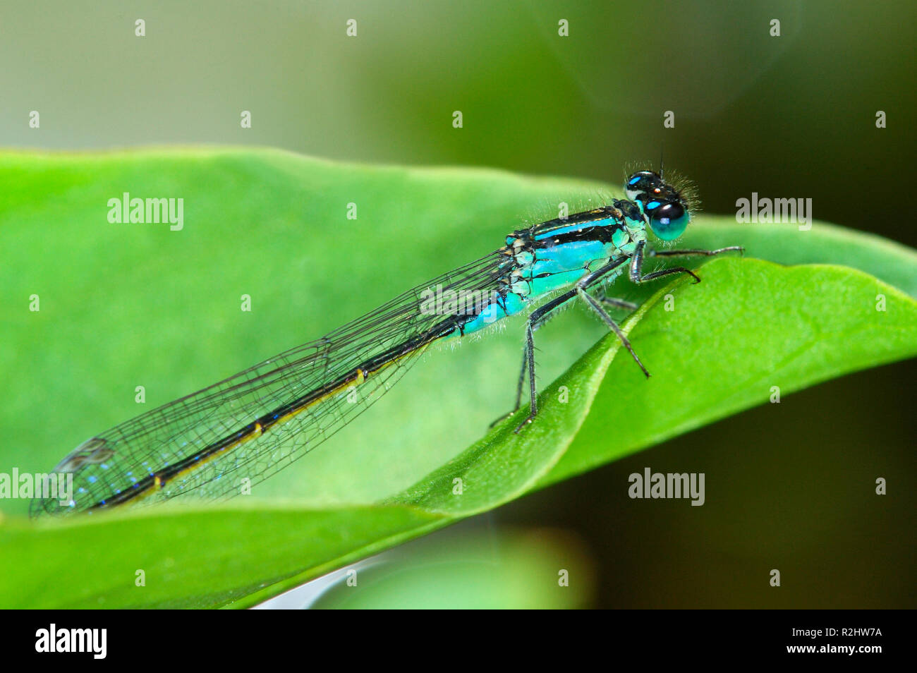 Insects fine details hi-res stock photography and images - Alamy