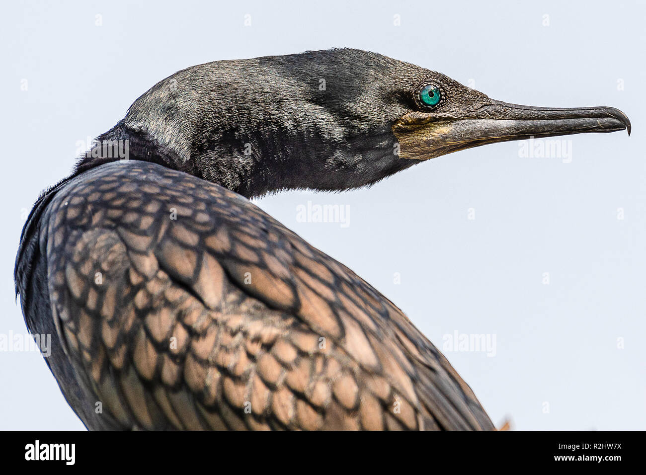 Indian water birds hi-res stock photography and images - Alamy
