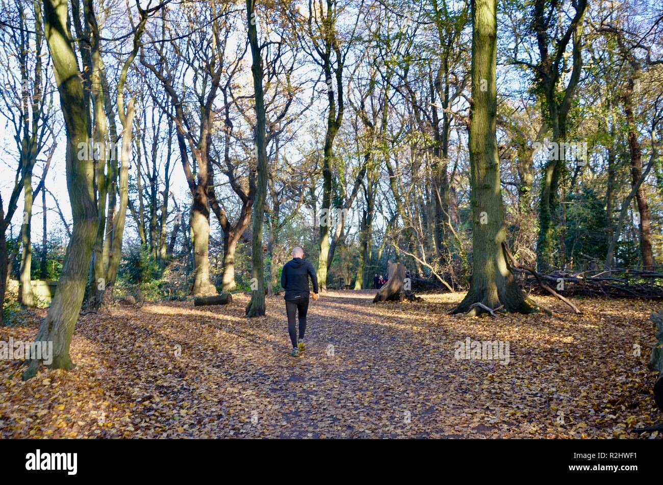 Highgate wood london hi-res stock photography and images - Alamy