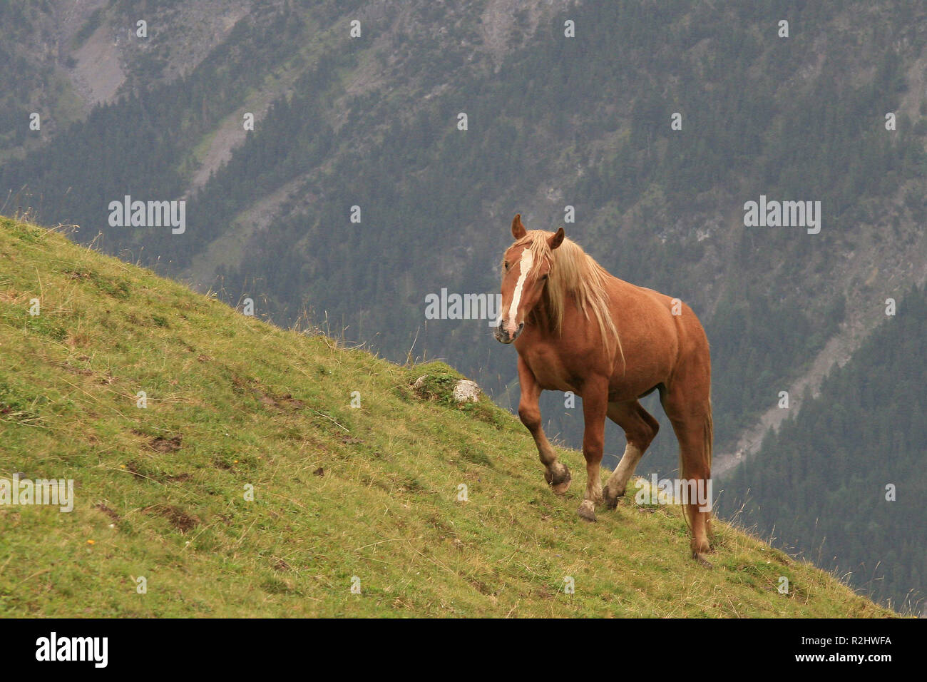 Climbing on horse hi-res stock photography and images - Alamy