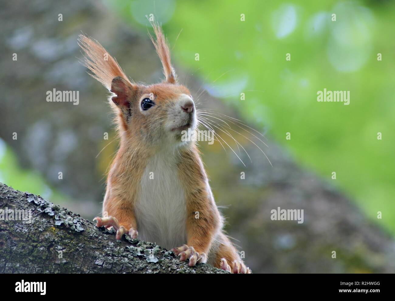 Sly fox hi-res stock photography and images - Alamy