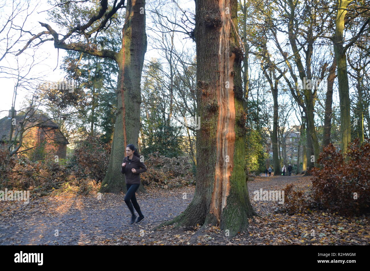 Highgate wood london hi-res stock photography and images - Alamy