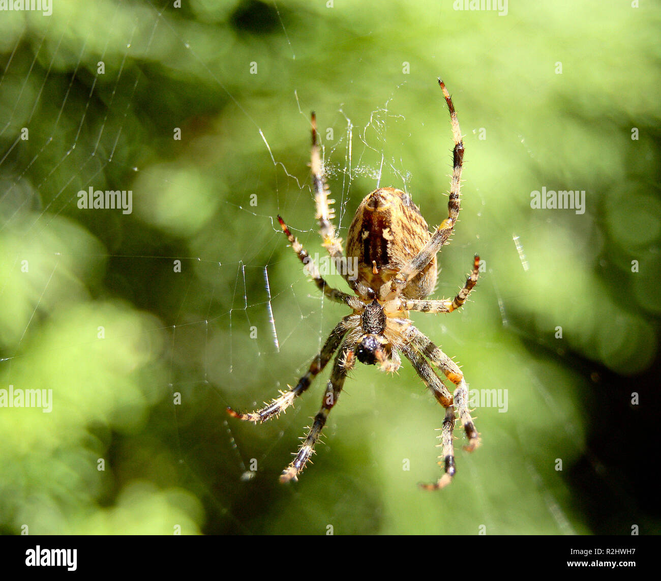 spider in wait Stock Photo - Alamy