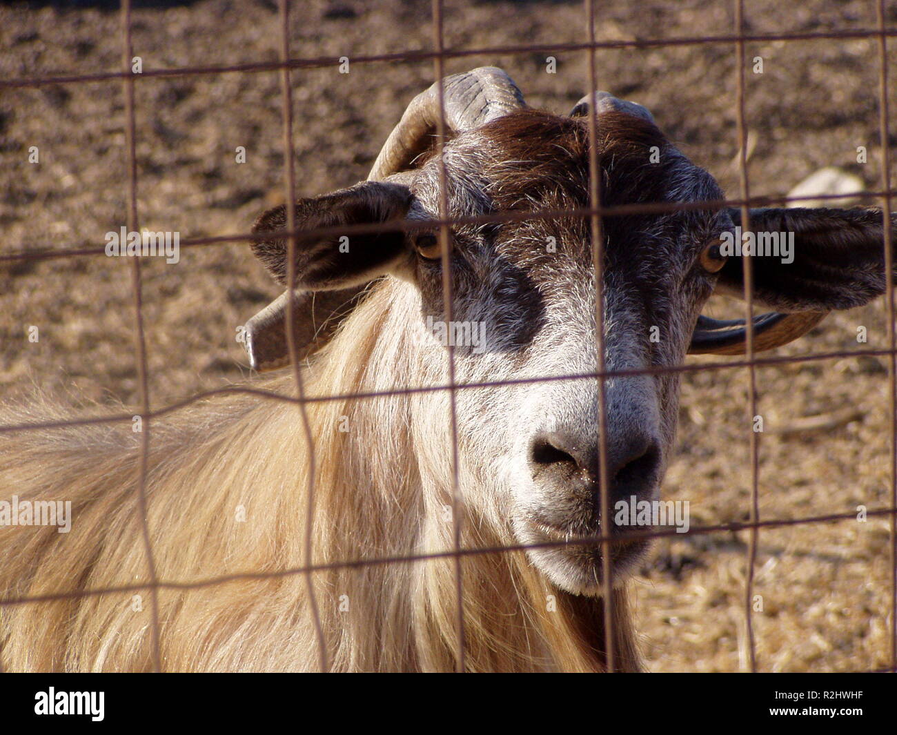 Goat behind bars hi-res stock photography and images - Alamy