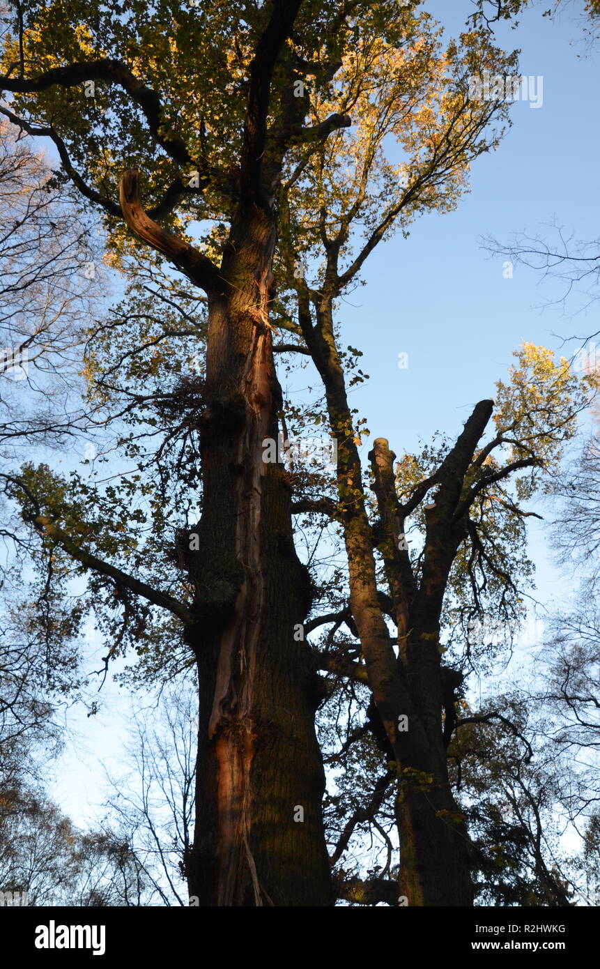 Lightning wood hi-res stock photography and images - Alamy