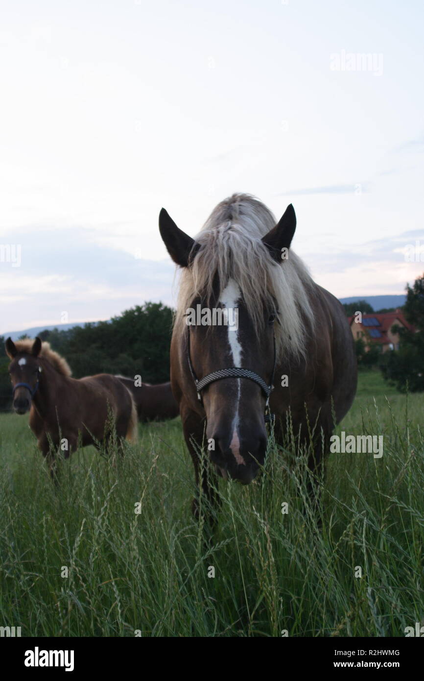 Black forest fox hi-res stock photography and images - Alamy