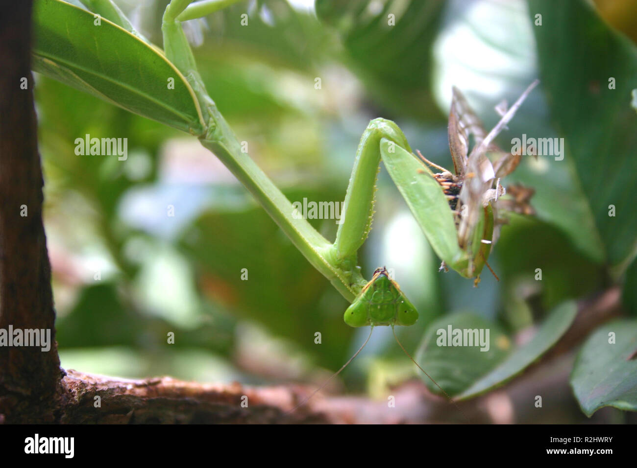 Caught mantis hi-res stock photography and images - Alamy