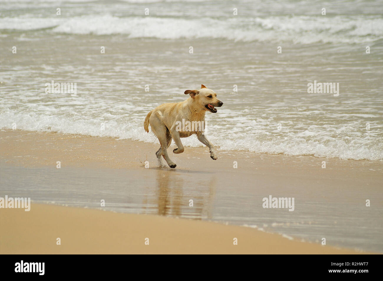 Ozena hi-res stock photography and images - Alamy