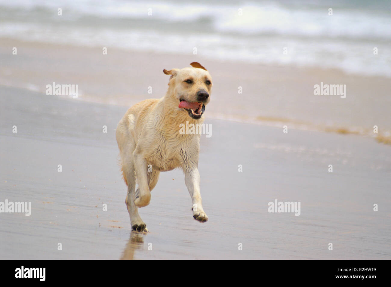 Ozena hi-res stock photography and images - Alamy