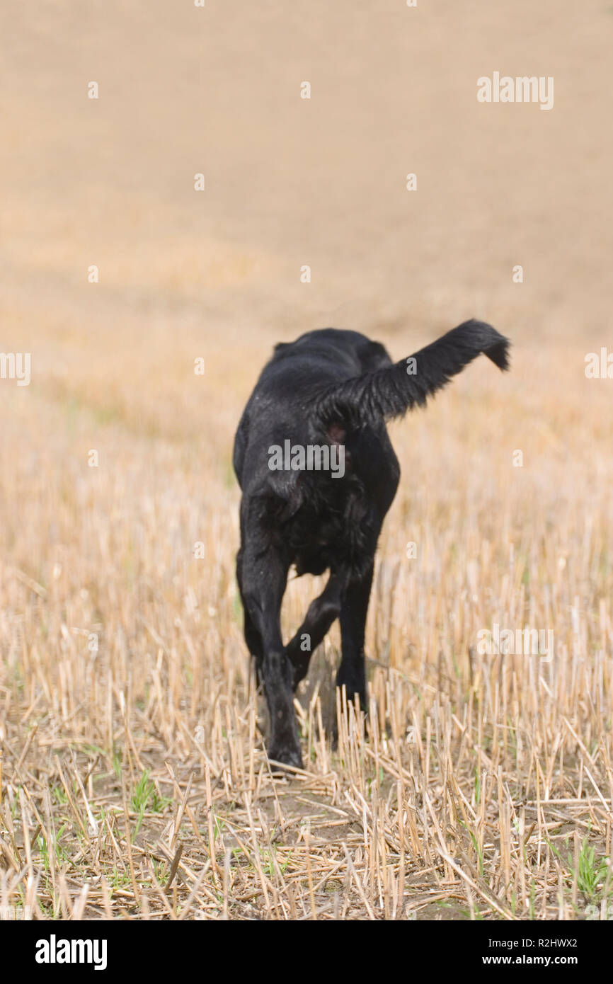 a dog goes his way Stock Photo - Alamy