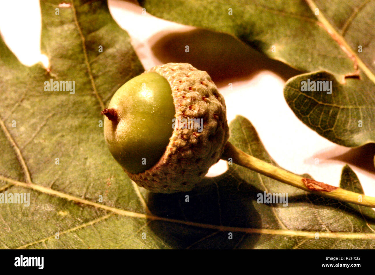the german oak Stock Photo - Alamy