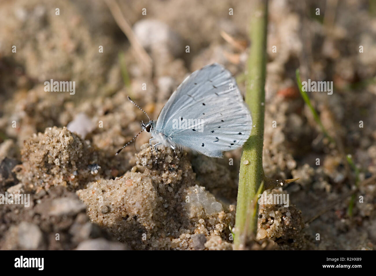 Faulbaumbla uling hi-res stock photography and images - Alamy